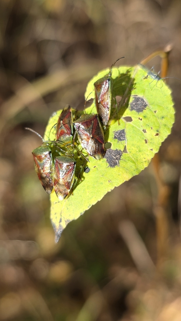 Birch Shield Bug from Basher, Anchorage, AK, USA on September 25, 2025 ...
