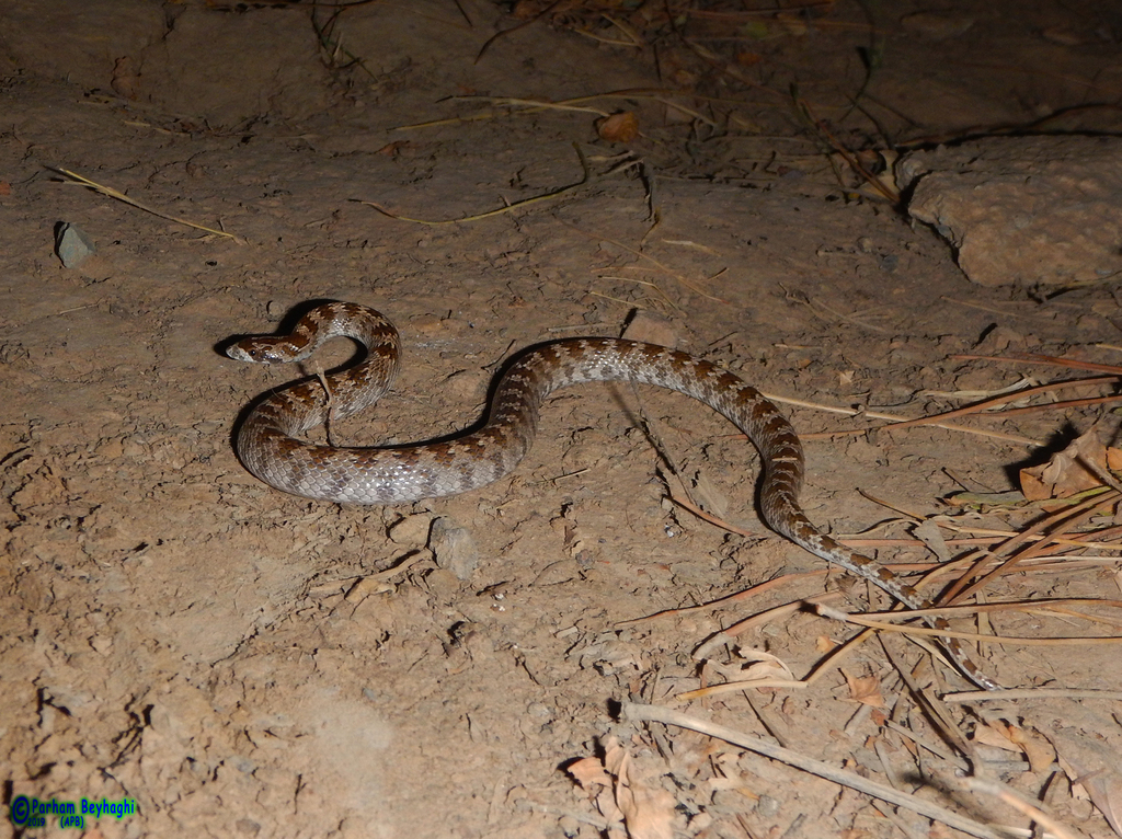 Derafshi Snake from Alborz Province, Iran on September 6, 2019 at 12:09 ...