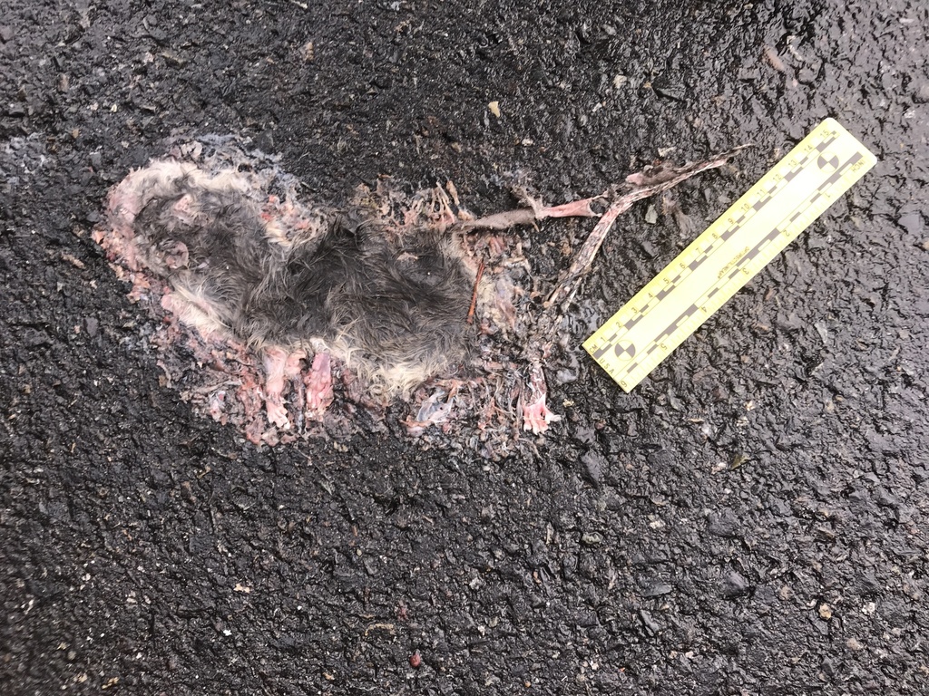 Brown Rat from Vashon Island, Vashon, WA, US on December 1, 2019 at 01: ...