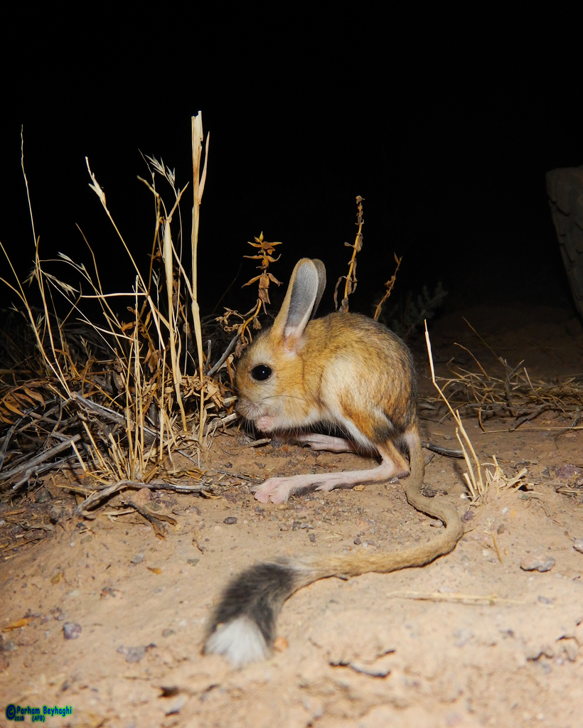 Jerboas (Dipodidae) - Know Your Mammals