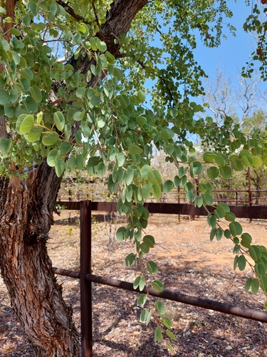 Jigal Tree – Slow Camping