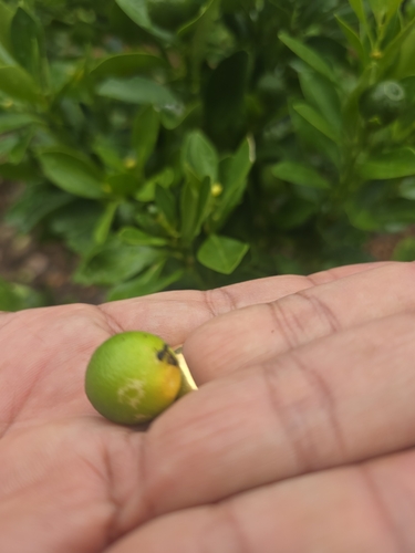 mountain citron (Citrus halimii) · iNaturalist