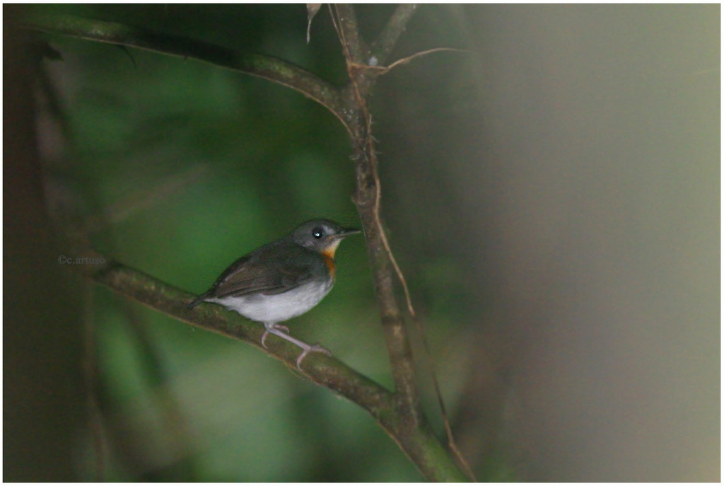 Orange-breasted Forest Robin from Korup National Park, Cameroon on ...