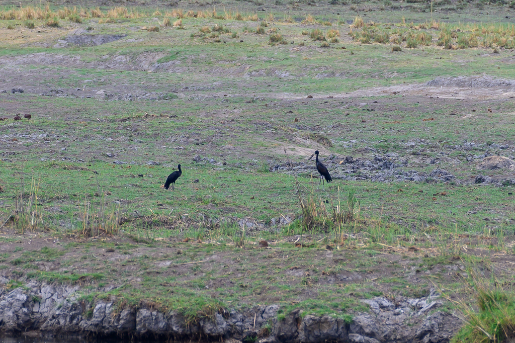 Mainland African Openbill from Mukwe, Kavango, Namibia on November 12 ...