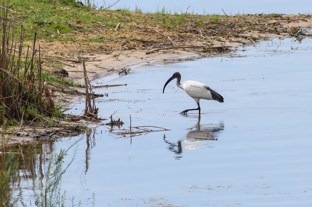 African Sacred Ibis from Mukwe, Kavango, Namibia on November 12, 2019 ...