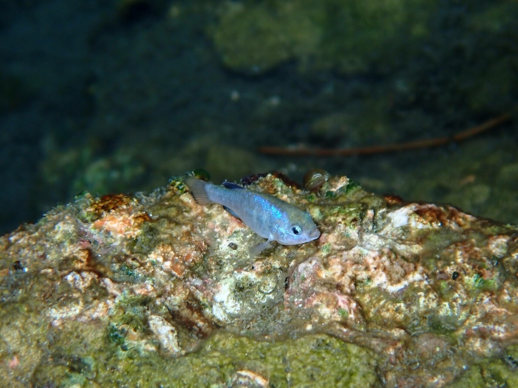 Typical Pupfishes (Cyprinodon) - Marine Life Identification