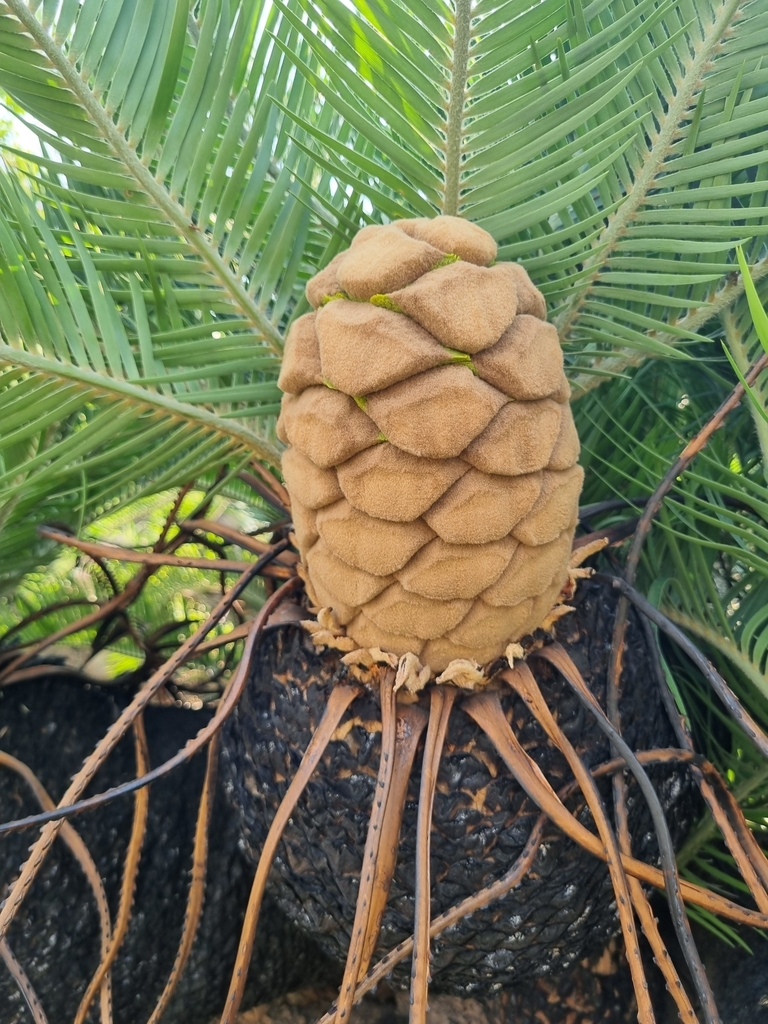 Dwarf Cycad (Encephalartos humilis) - Botanical Realm