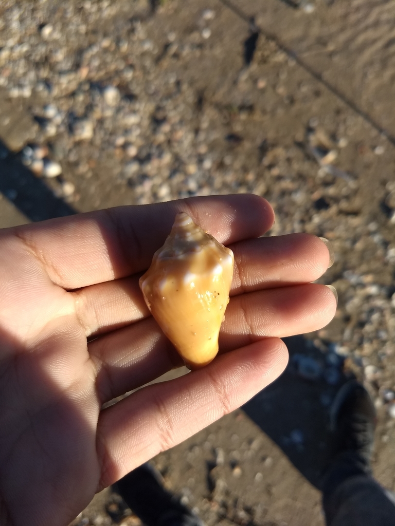 Eastern Pacific fighting conch from México on December 1, 2019 at 08:18 ...