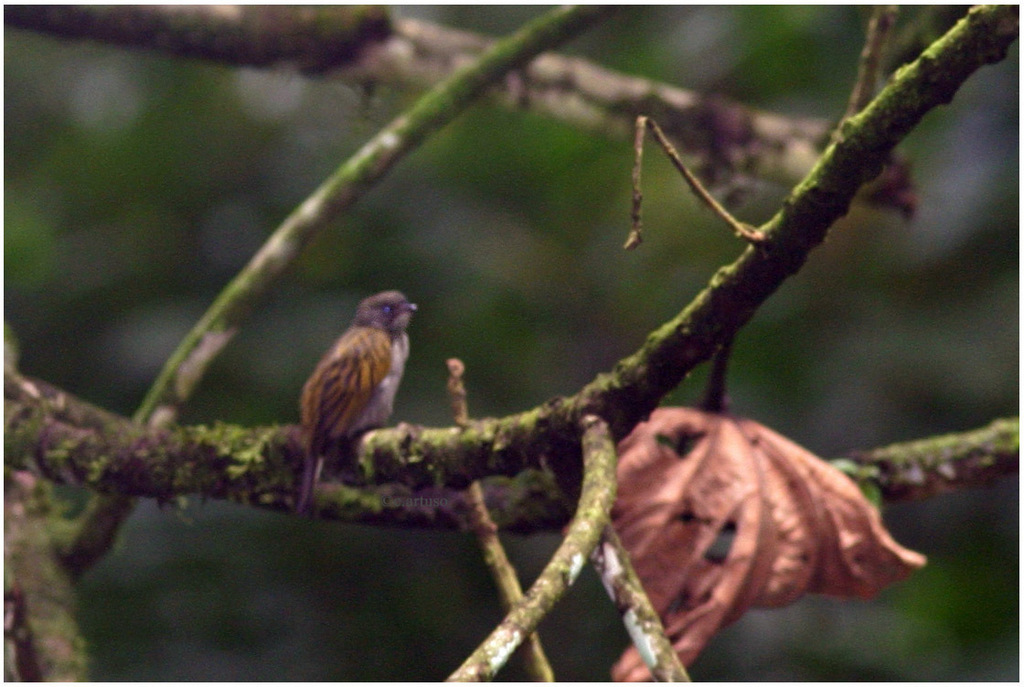 Willcocks's Honeyguide from Mount Kupe, Cameroon on October 4, 2007 at ...
