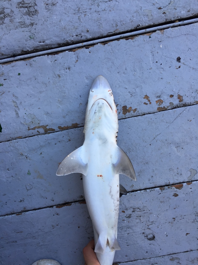 Pacific Sharpnose Shark (Rhizoprionodon longurio) - Marine Life ...