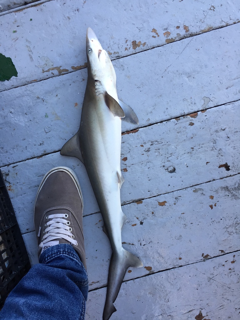 Pacific Sharpnose Shark (Rhizoprionodon longurio) - Marine Life ...