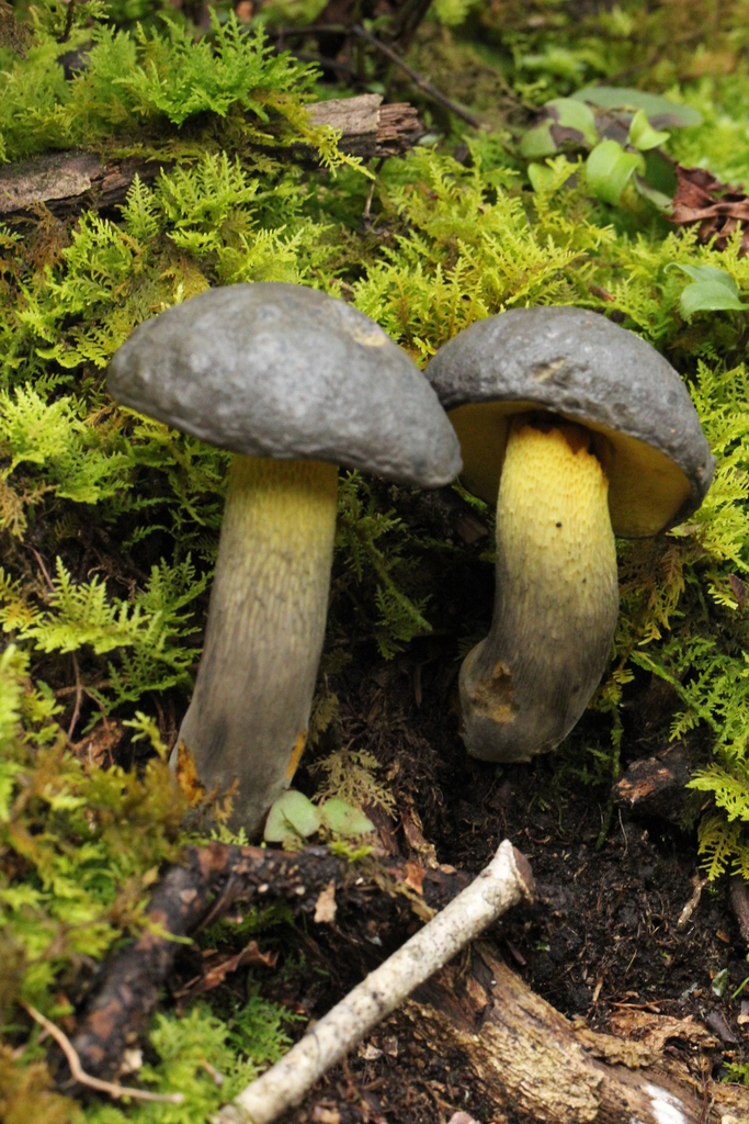 Retiboletus flavoniger (Hongos del Municipio de Jilotepec, Veracruz ...