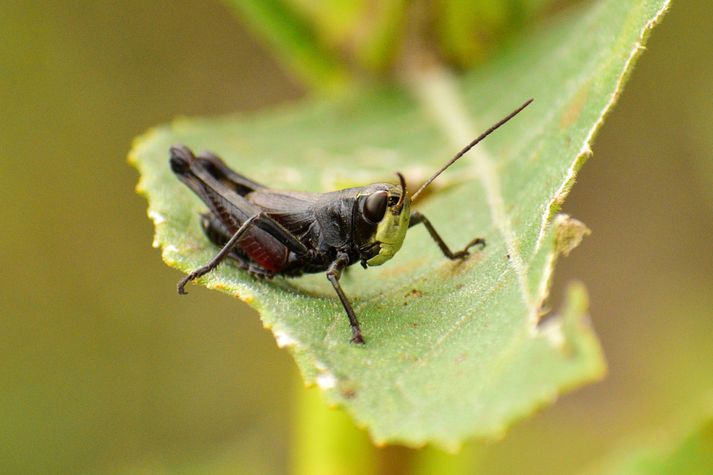 Boopedon diabolicum from Jiménez, Mich., México on November 12, 2019 at ...