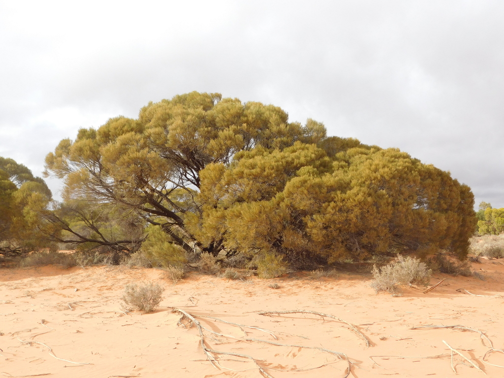 Western Myall from Australian Arid Lands Botanic Garden, Port Augusta ...