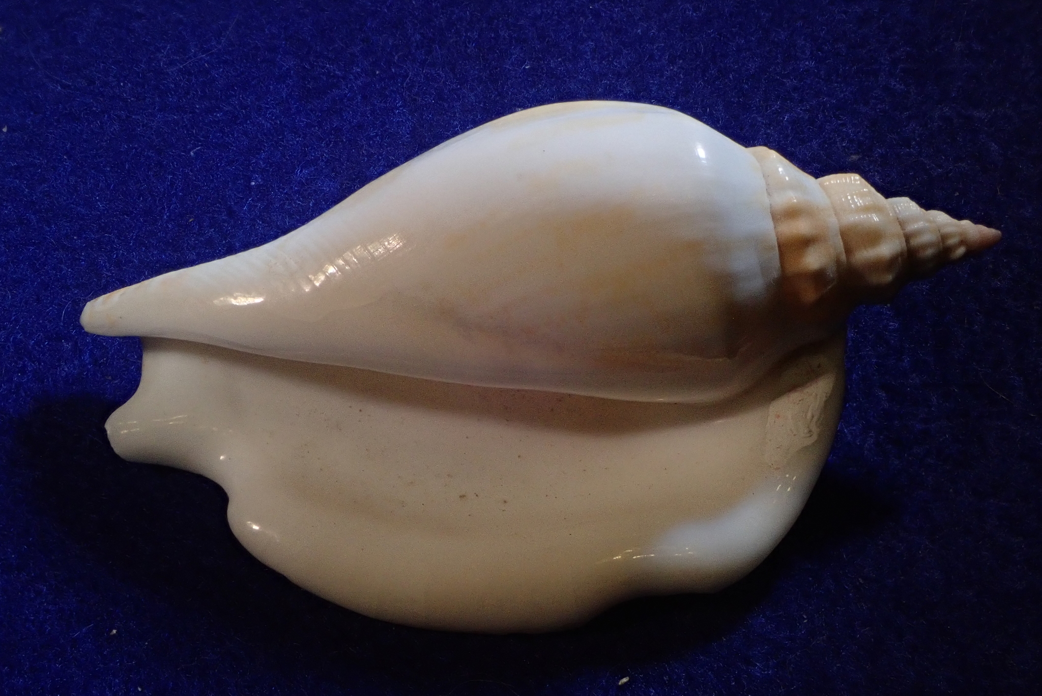 Labiostrombus epidromis (Linnaeus, 1758)