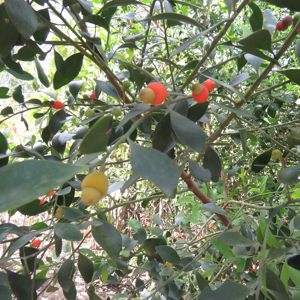 Broad Leaved Native Cherry from Finch Bay, Cooktown QLD 4895, Australia ...