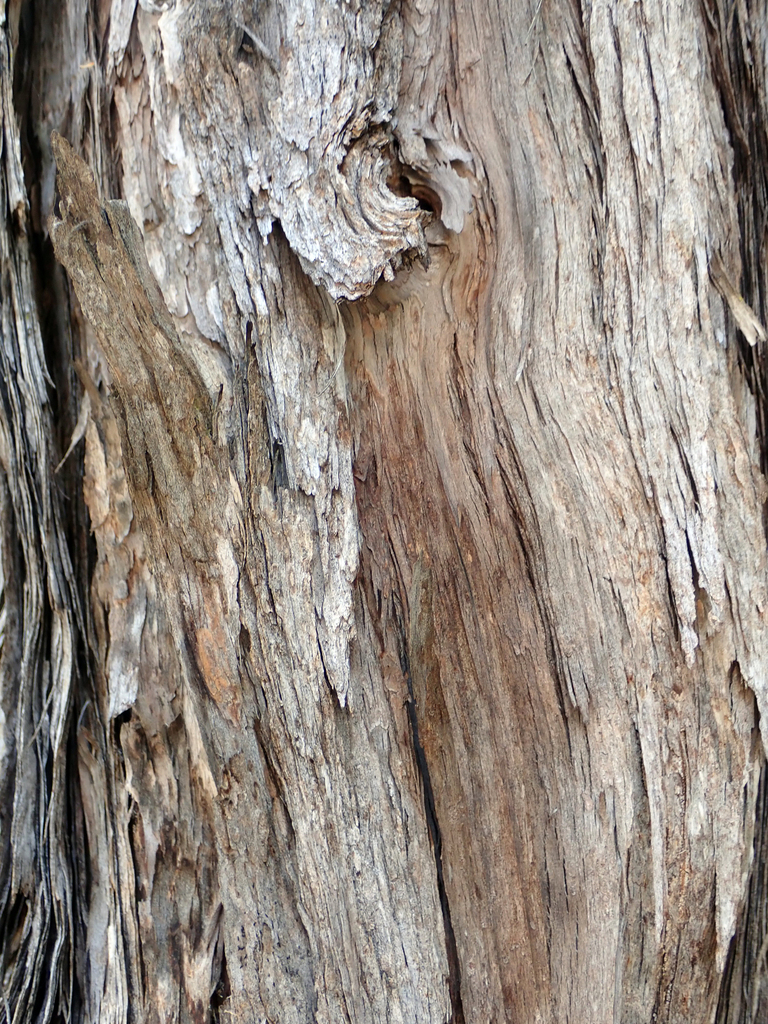 Kānuka (Kunzea ericoides) - Botanical Realm