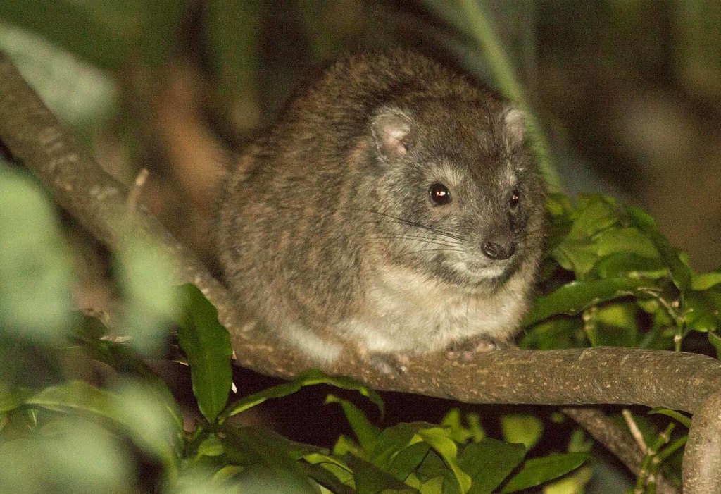 Hyraxes (Procaviidae) - Know Your Mammals