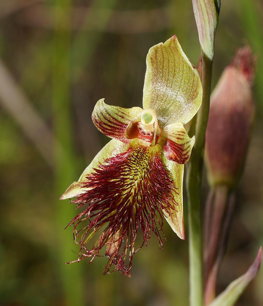 red beard orchid from Strathdownie VIC 3312, Australia on November 3 ...
