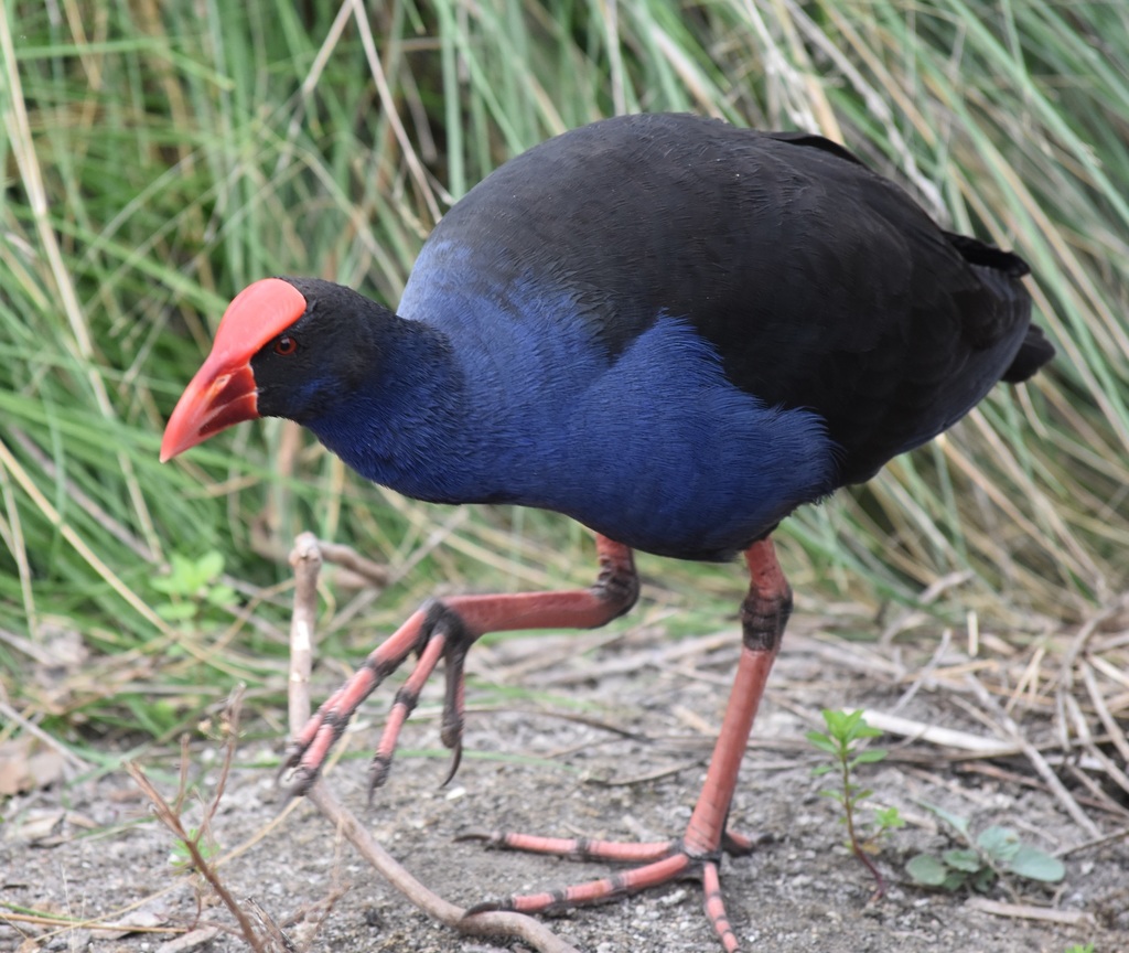 Australasian Swamphen (Wildlife of Cabramatta Creek) · iNaturalist