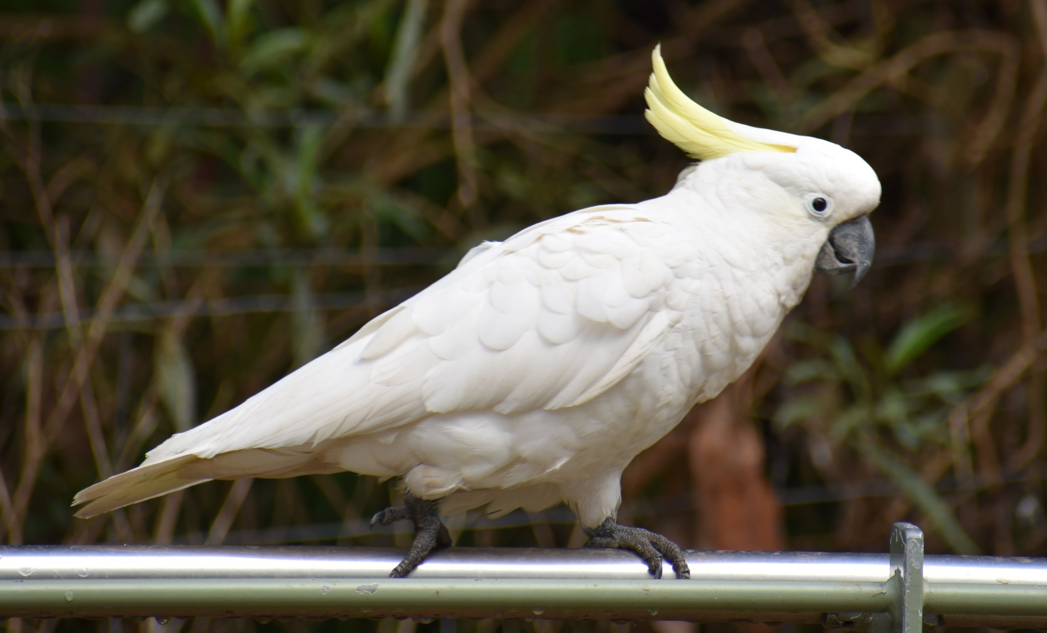 Sulphur Crested Cockatoo