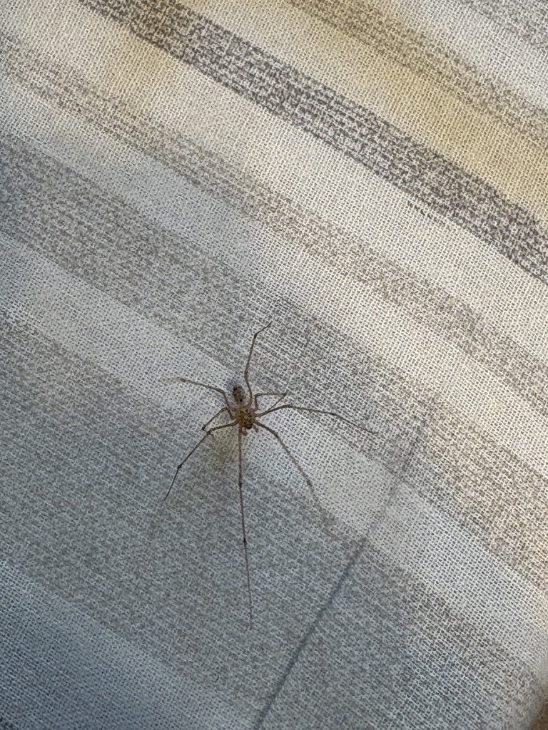 Scytodes atlacoya from N Citrus St, Greenwood, AR, US on September 28 ...