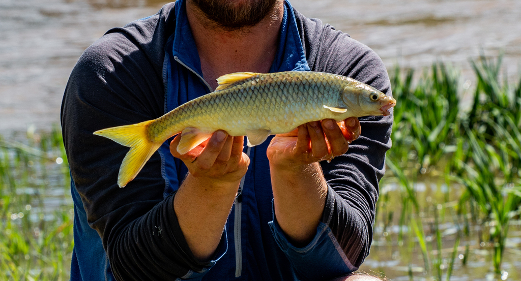 Smallmouth Yellowfish from Western District, South Africa on December ...