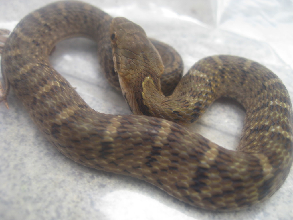 Stejneger's Bamboo Snake from 365台灣苗栗縣泰安鄉7鄰雪見10號 on February 26, 2009 ...