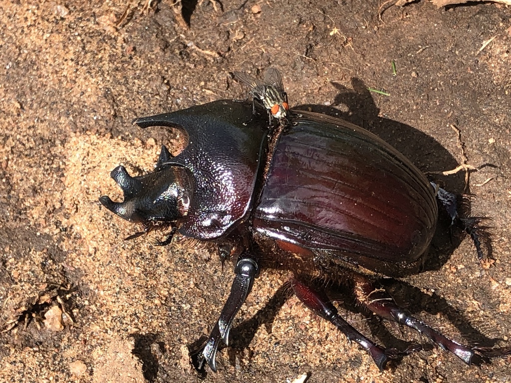 Heliocopris dilloni (Dung beetles of Africa) · iNaturalist