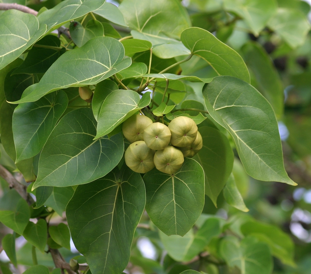 Portia tree (Thespesia populnea) - Botanical Realm