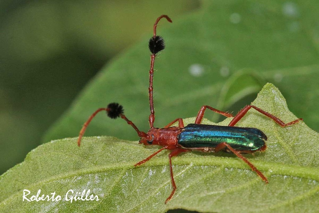 Typical Longhorn Beetles from Agronomía, CABA, Argentina on November 30 ...
