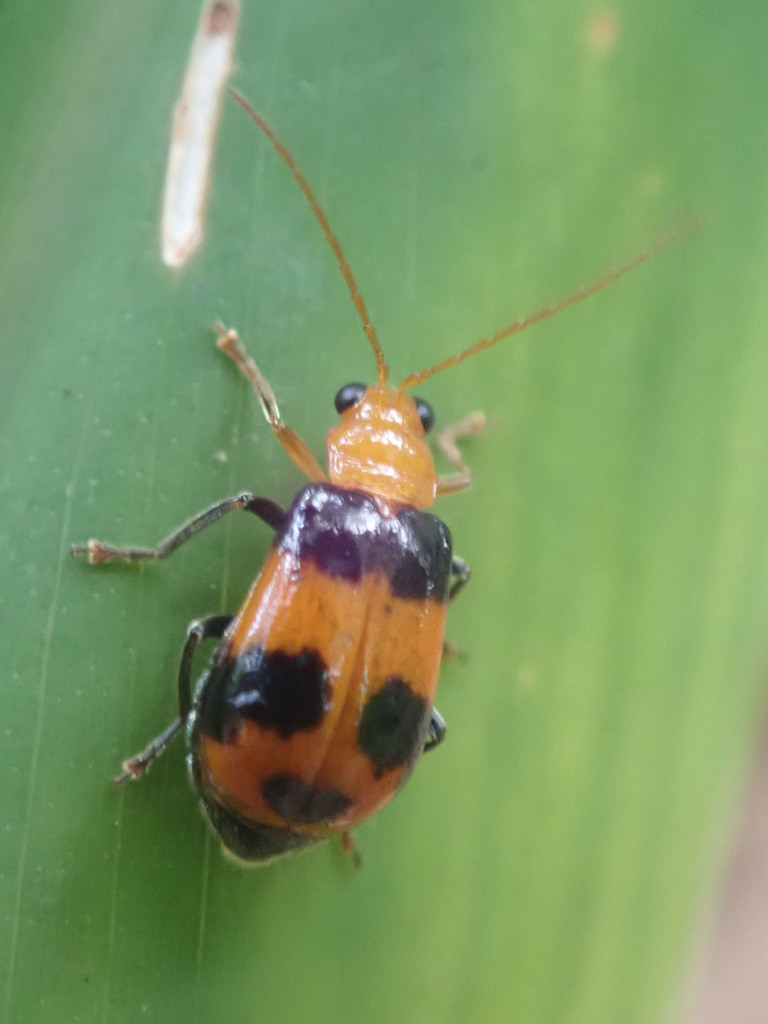 Aulacophora quinqueplagiata in December 2019 by Franz Anthony · iNaturalist