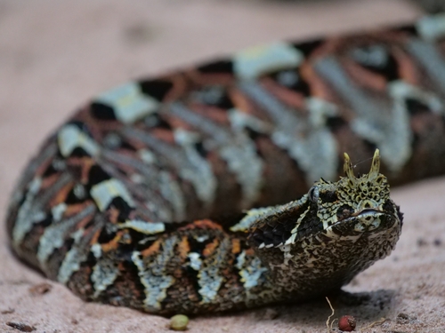 Rhinoceros Viper (Bitis nasicornis) - Snakes and Lizards