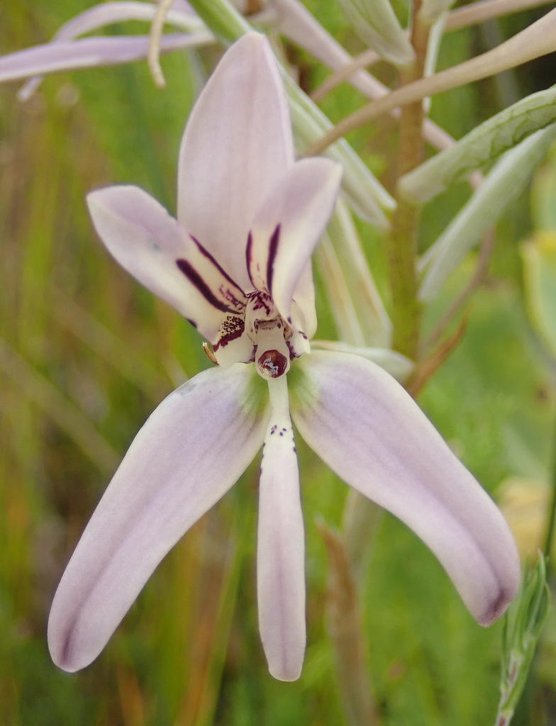 Cape Dragaina Disa in November 2019 by Nicola van Berkel · iNaturalist