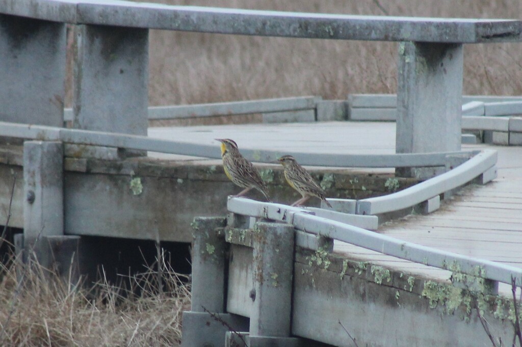 Western Meadowlark from Riverside County, CA, USA on September 28, 2025 ...