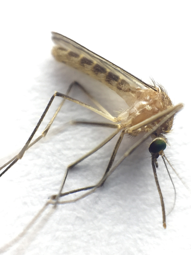 Genus Culex · iNaturalist