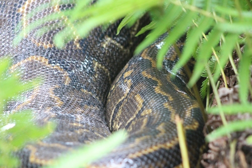 Common Pythons (Python) - Snakes and Lizards