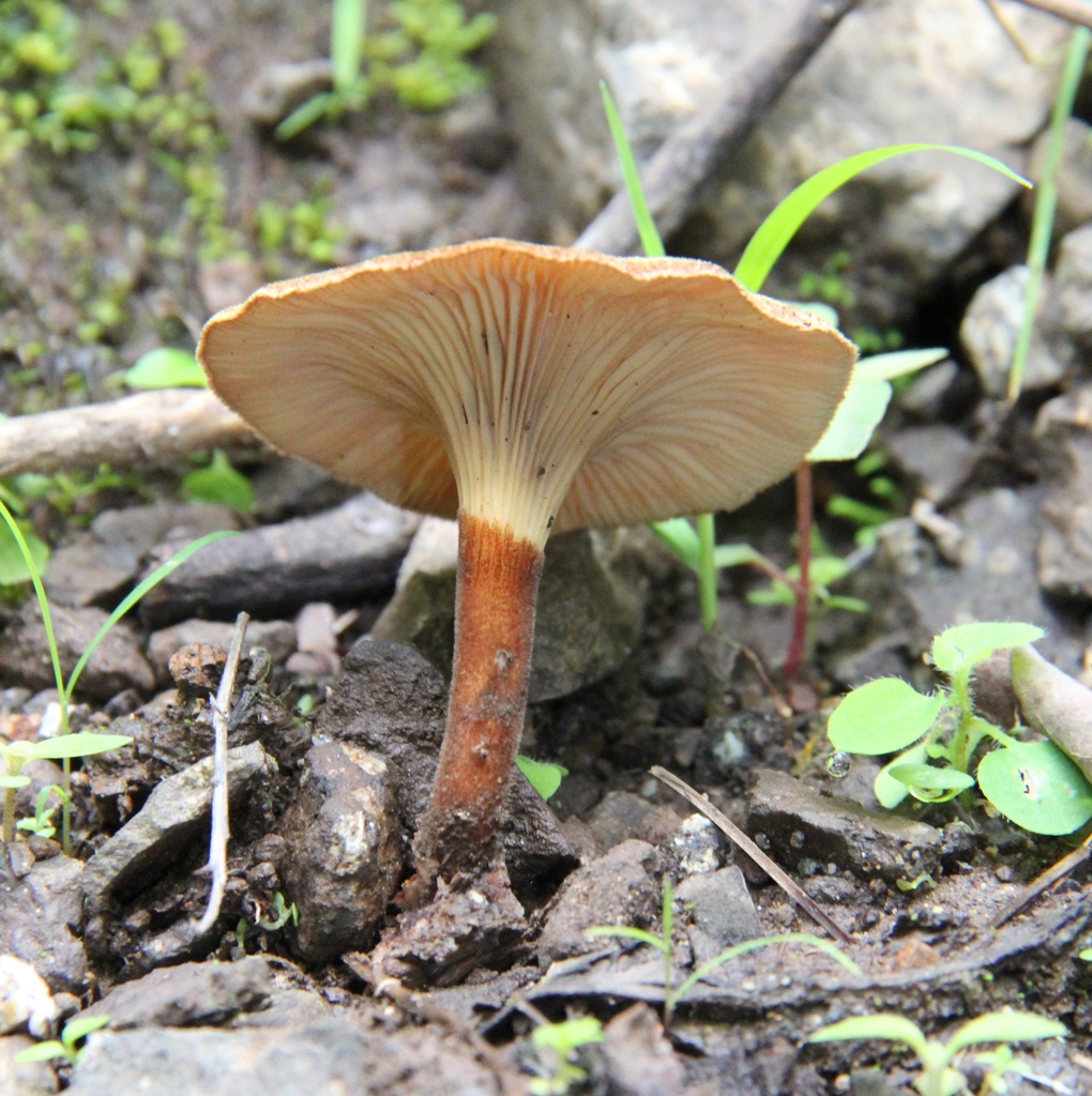 Panus velutinus (Guía general de Macrohongos de Costa Rica) · iNaturalist
