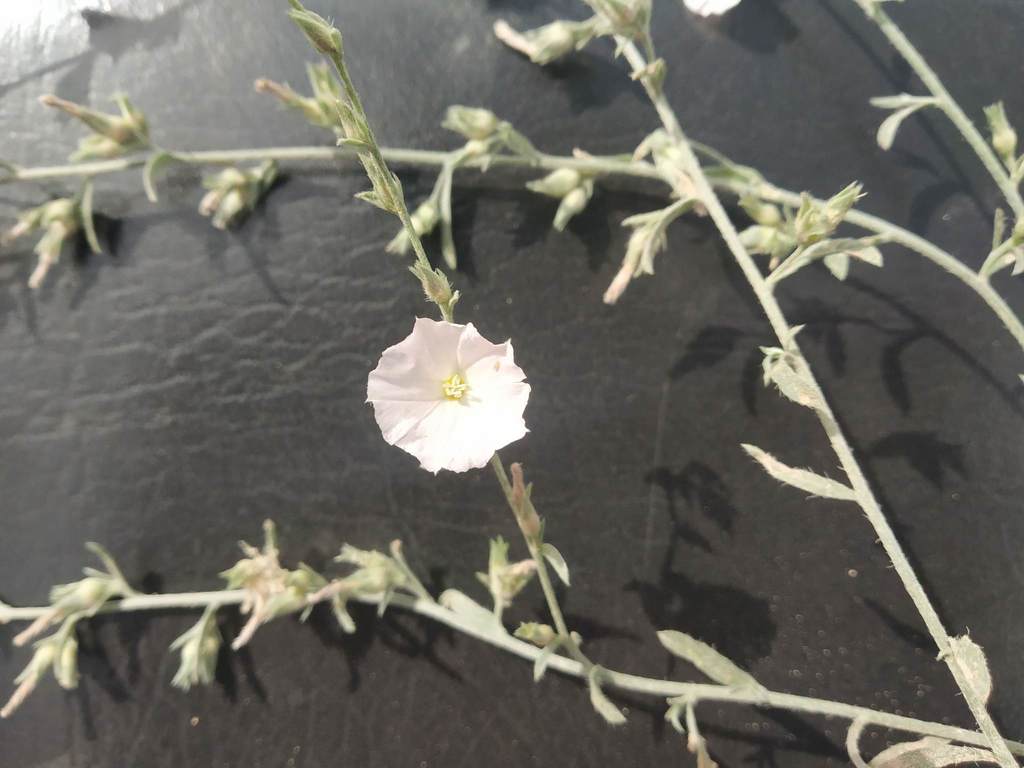 Prostrate Bindweed (Plants of the Hajar) · iNaturalist