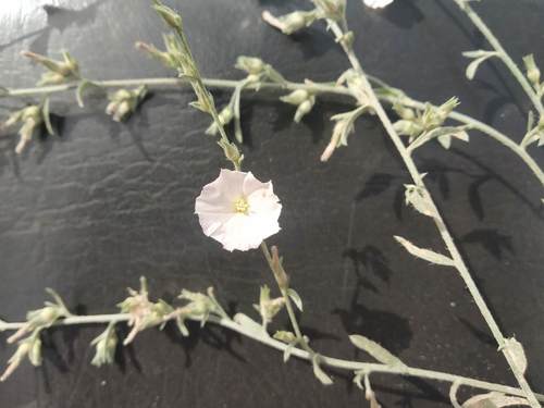 Convolvulus prostratus · iNaturalist Mexico