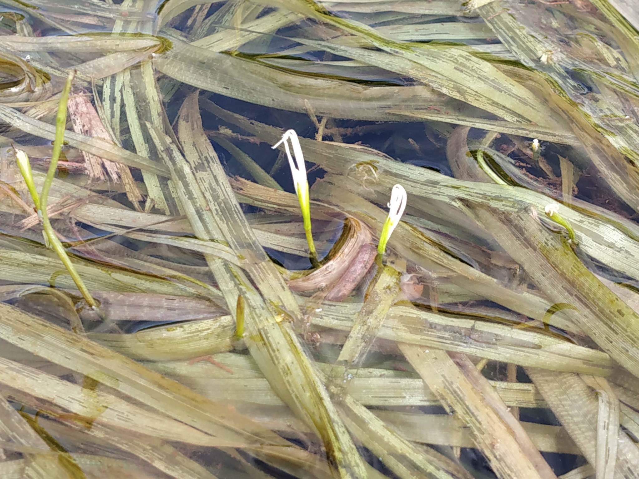 Blyxa echinosperma (C.B.Clarke) Hook.f.