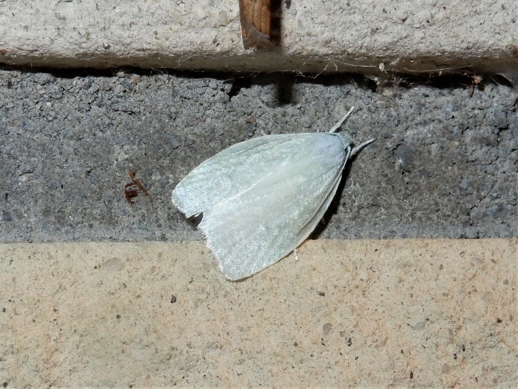Tarata Flat Moth (Micro-Moths of New Zealand's Kauri Kingdom) · iNaturalist