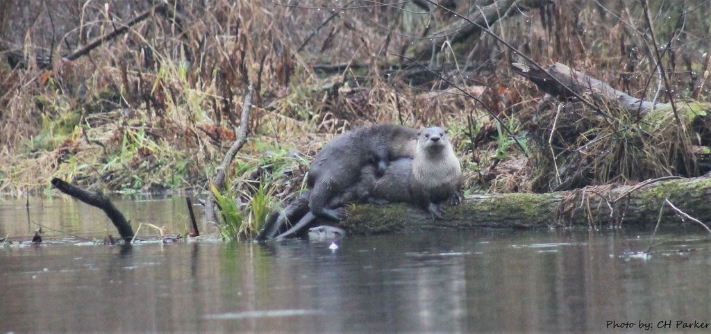 North American River Otter from Bass Lake Preserve, Geauga County, Ohio ...