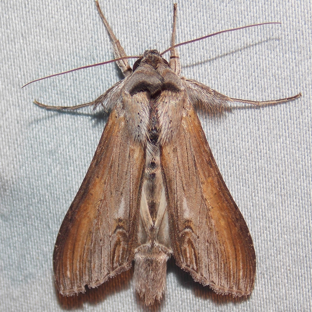 Asteroid Moth (Denver-Boulder Metro Area: Butterflies and Moths ...