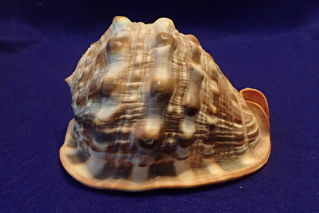 Bull Mouth Snail from Mauritius on February 1, 1975 at 02:13 PM by ...