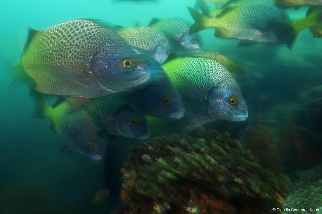 burro bacoco (Peces arrecifales del Pacífico de Costa Rica ...