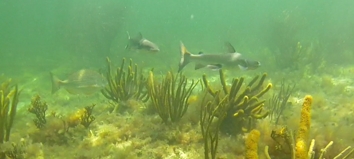 Sea Catfishes (Ariidae) - Marine Life Identification