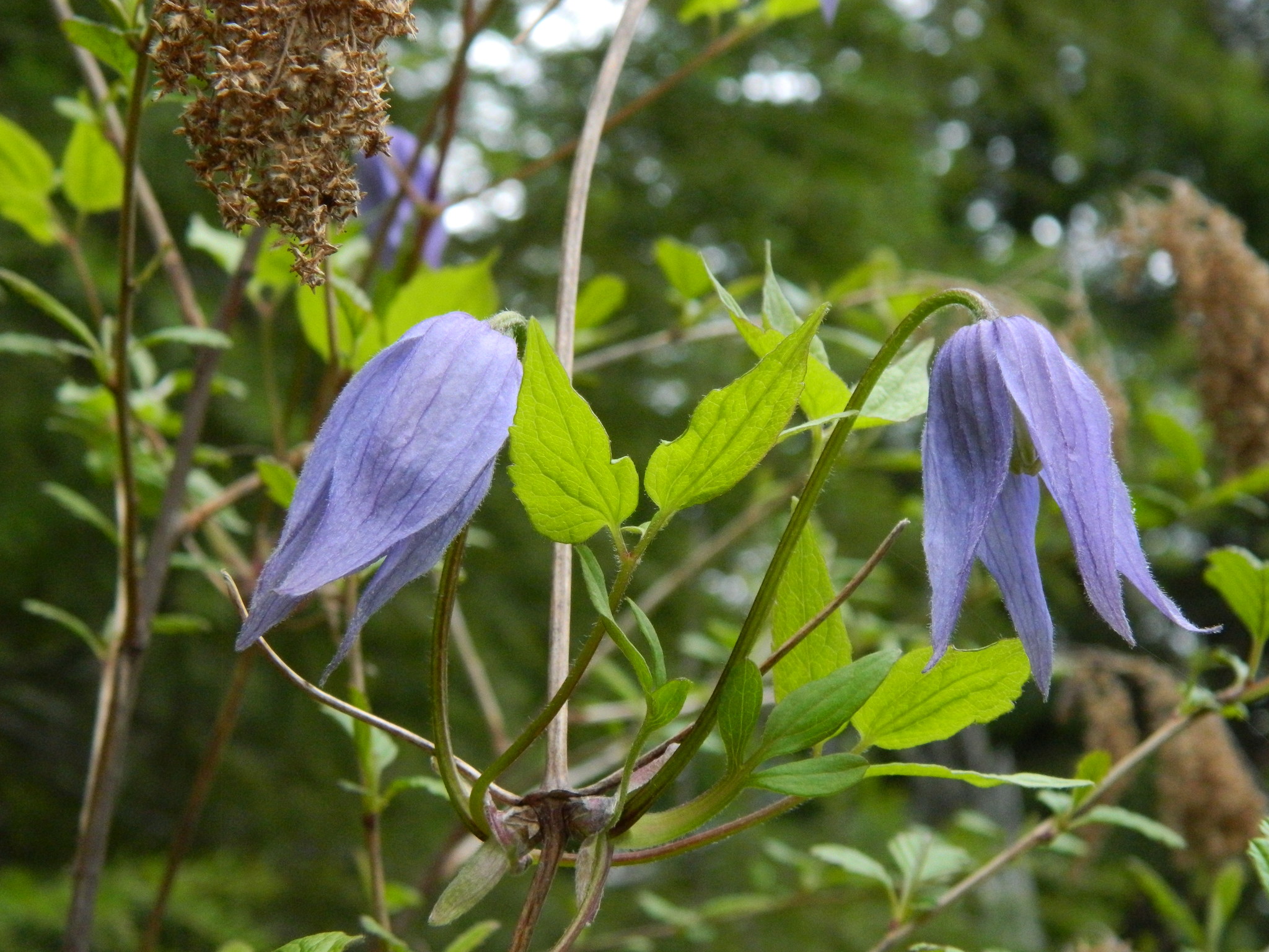 Wild Purple Clematis