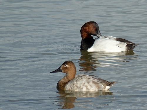 Canvasback (Kluane National Park and Reserve of Canada | Parc national ...