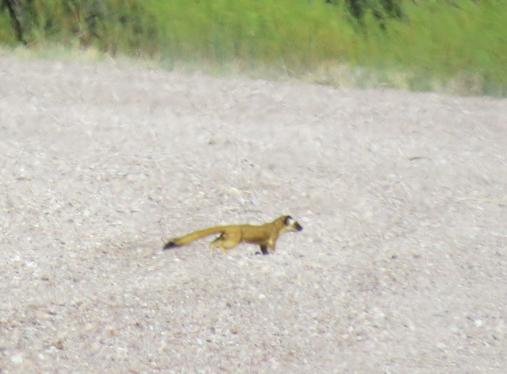 New Mexican Long-tailed Weasel from Bosque del Apache NWR, Socorro ...